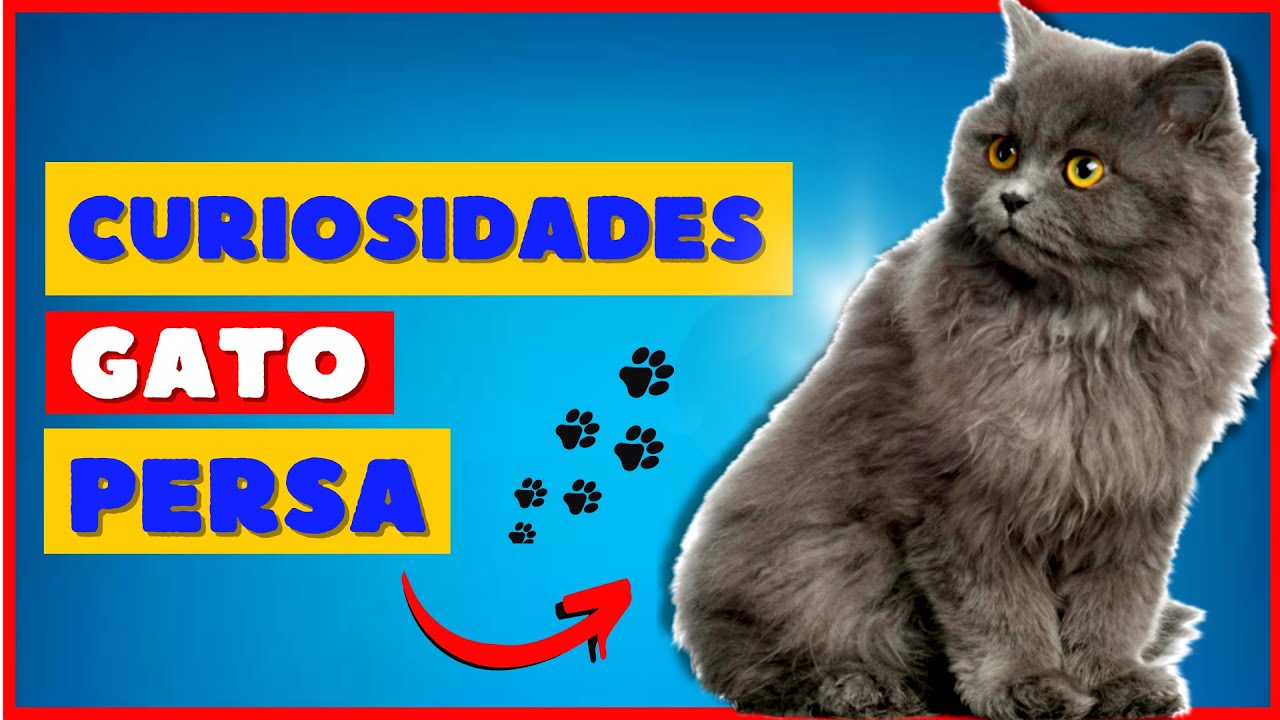 GATO PERSA - A raça do gato GARFIELD (Descubra nesse Vídeo) - YouTube