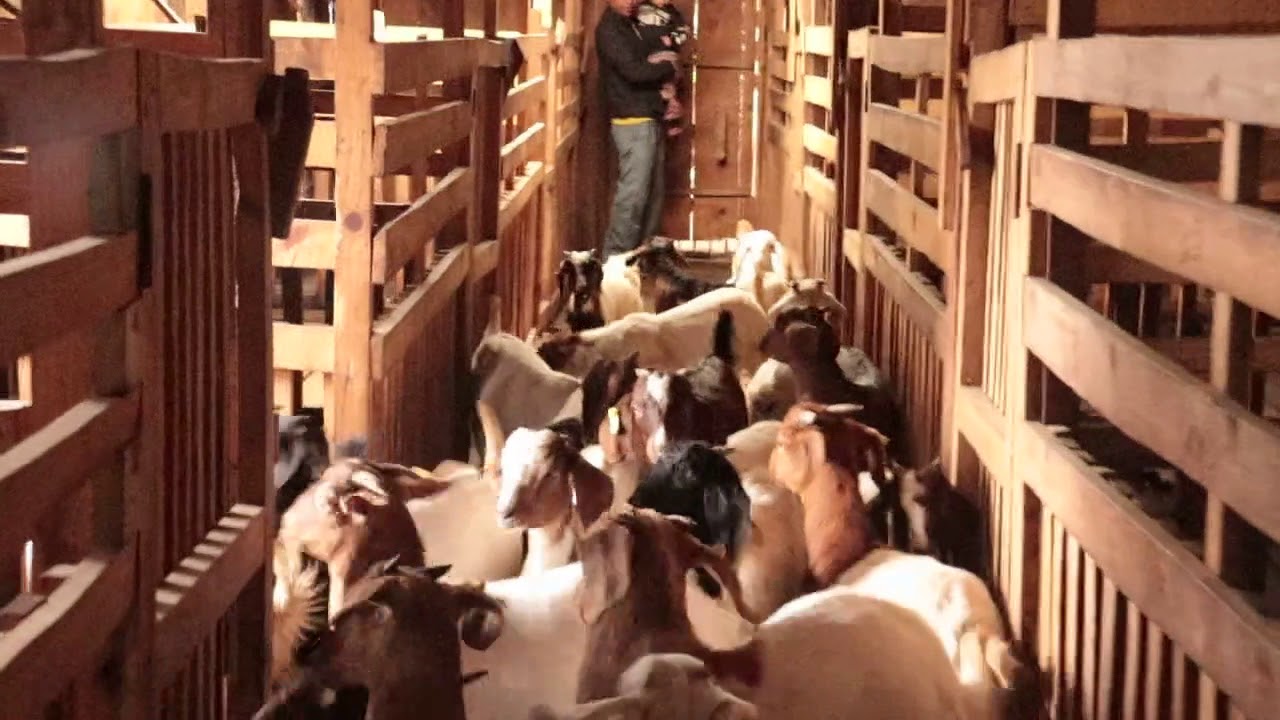 Goat farm - YouTube