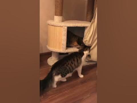 Антивандальные шторы для котов - YouTube