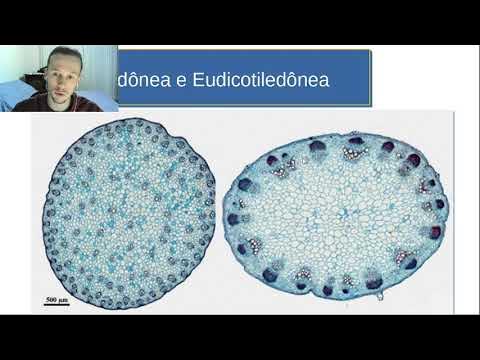 Anatomia do Caule, identificação e características (resumidamente ...