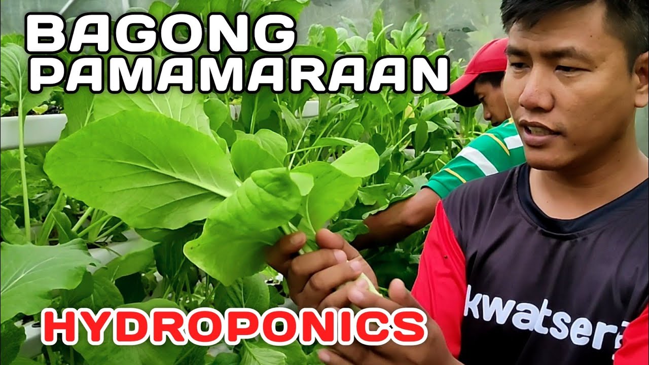 MALAKING KITA sa HYDROPONICS | Ser Sam TV - YouTube