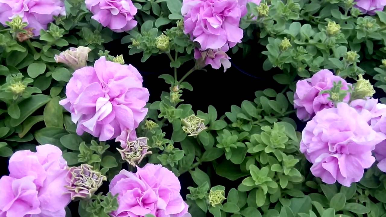 Petunii move curgatoare mari pentru curte - YouTube