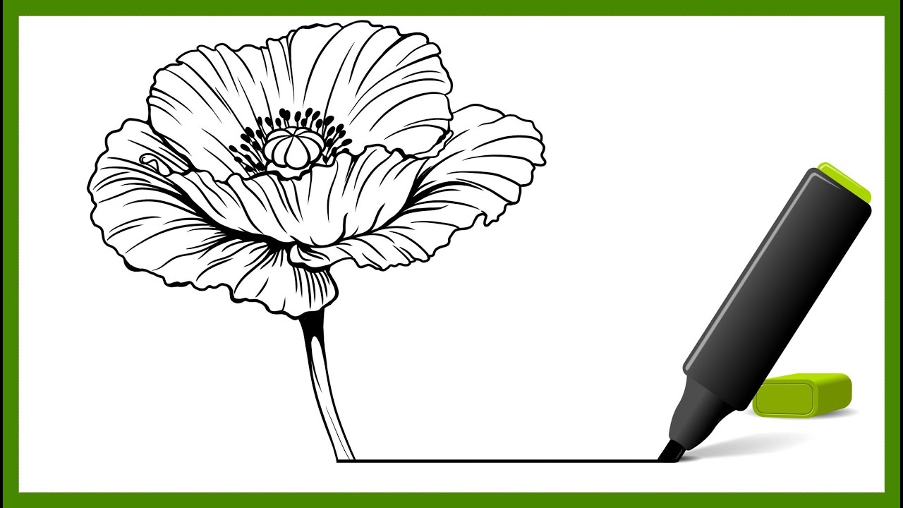 Cómo dibujar una amapola paso a paso 🏵 How to draw a poppy step by step ...
