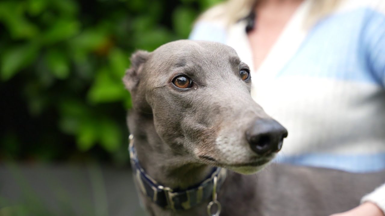 We Love Our Dogs Syndicate - YouTube