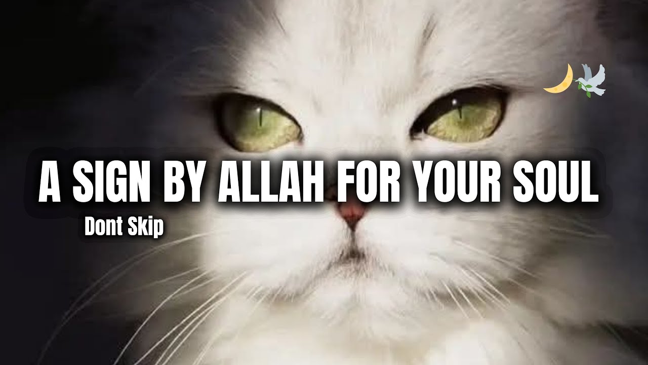 A Small Message From Allah 💌🕊️ - YouTube