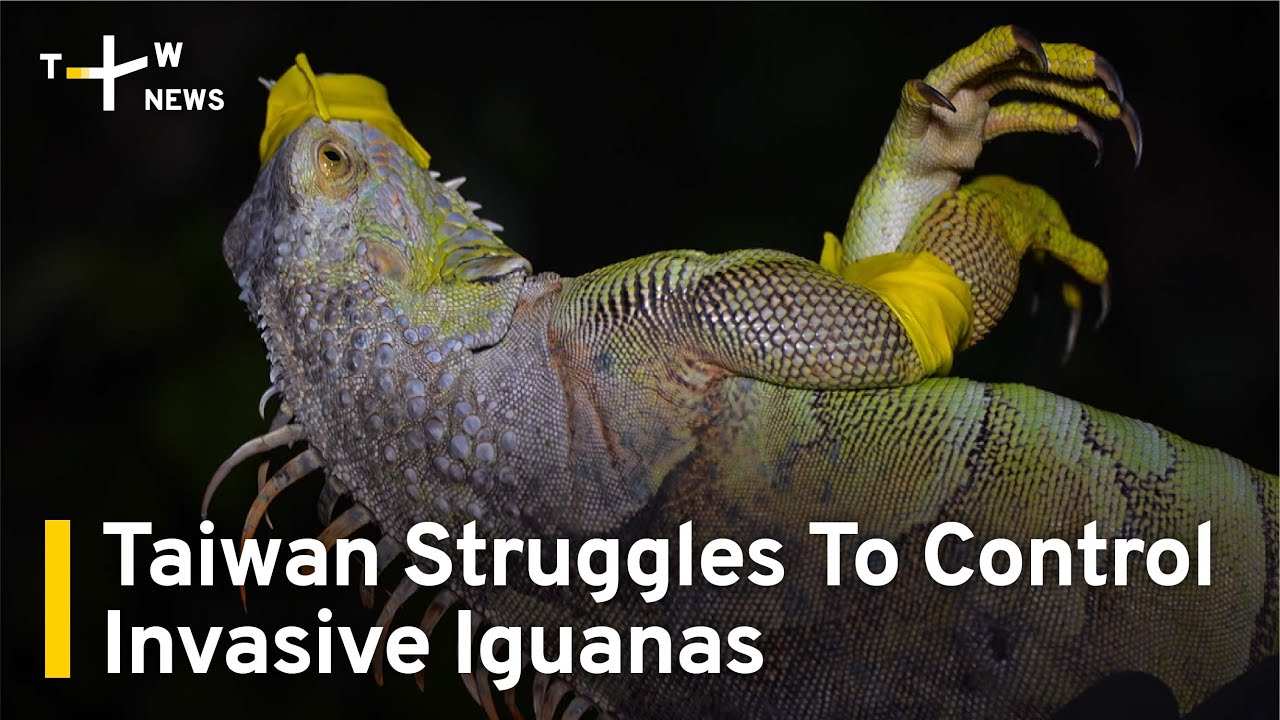Taiwan Struggles To Control Invasive Iguanas | TaiwanPlus News - YouTube
