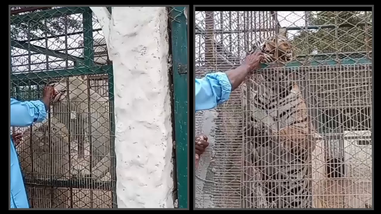 Visit The Elixir Zoo, lion and tiger eating meat - YouTube