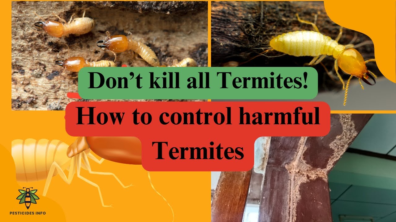 Termites!, The Hidden Helpers Agriculture, how to kill harmful Termites ...