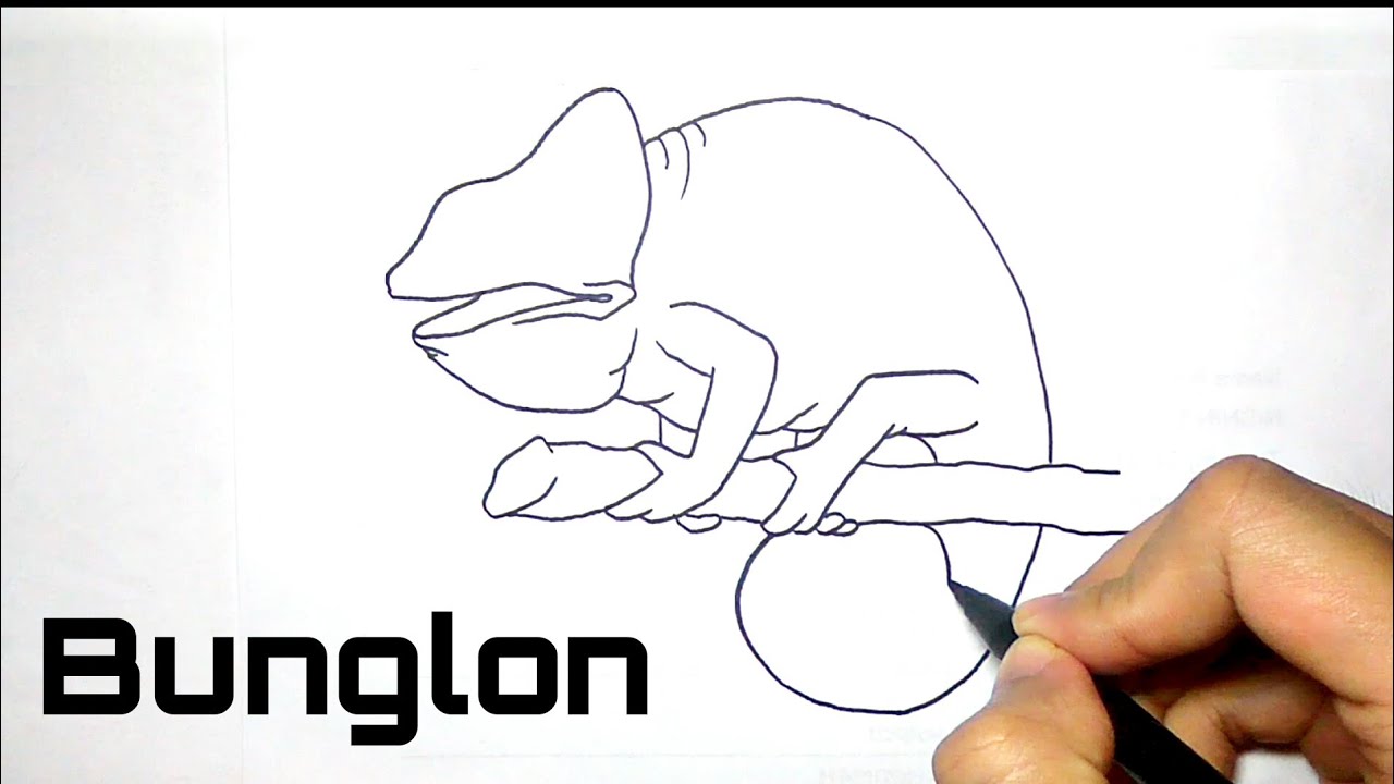 KEREN!! CARA MENGGAMBAR HEWAN BUNGLON YANG MUDAH, DAN BAGUS - YouTube