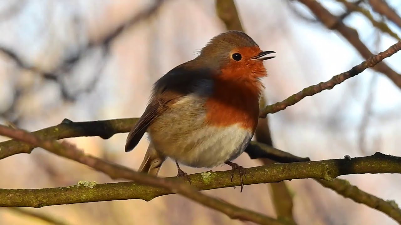 Six singing Robins - YouTube