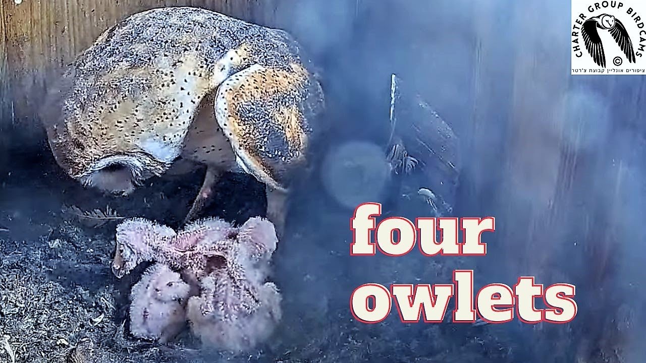 Baby Owls Cuddle Up While Mom Gets A Good Stretch! - YouTube