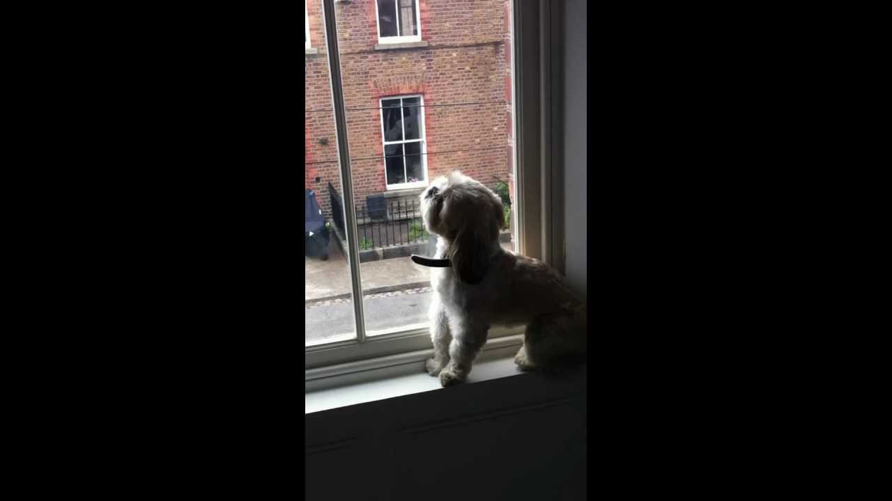 Dog on a window sill - YouTube