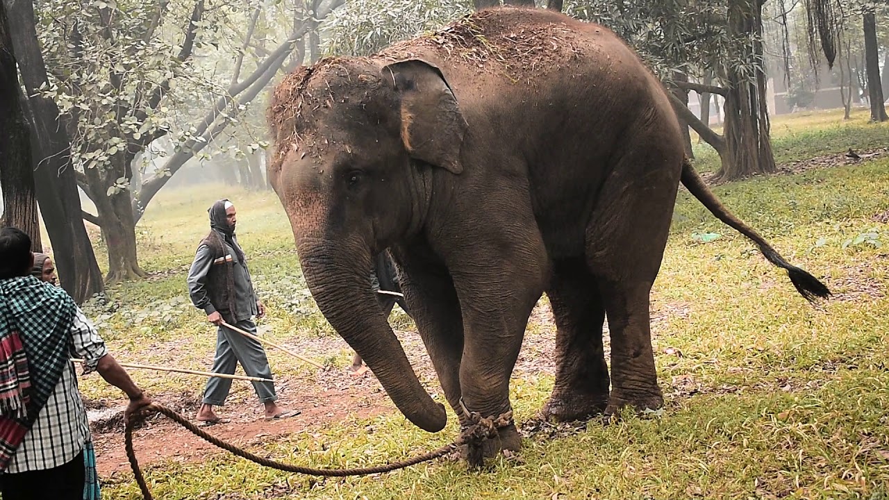 Wild Elephant man trying to control the elephant Elephant video - YouTube