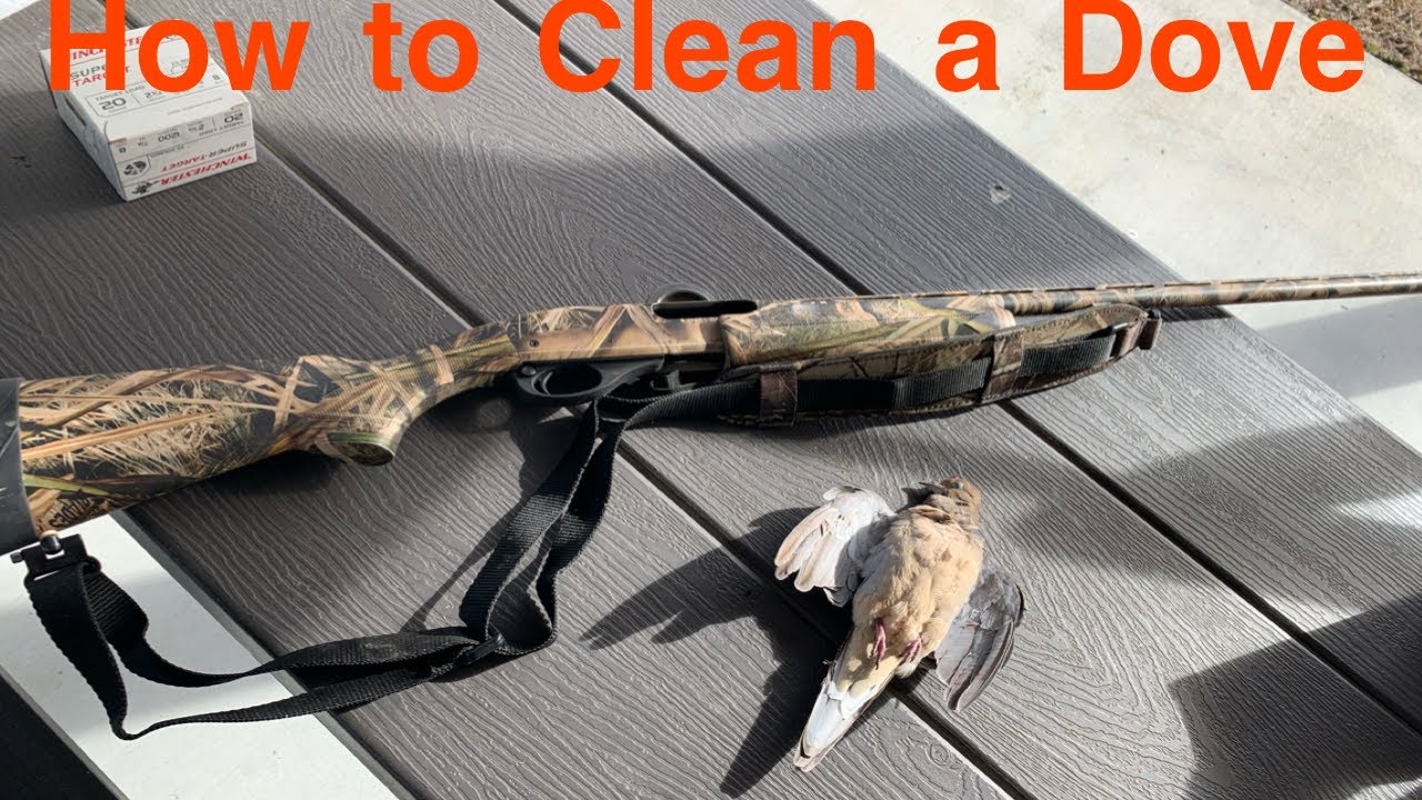 How To Clean a Dove(NO KNIFE NEEDED) - YouTube