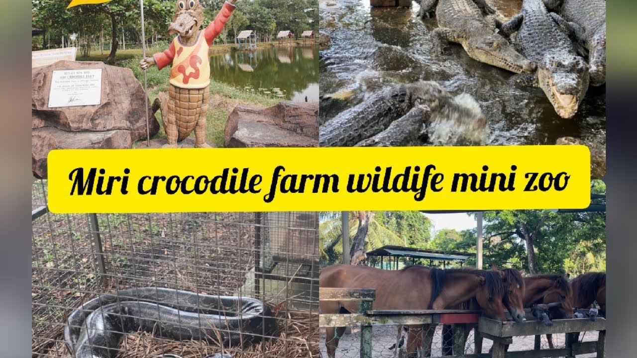 Jalan-jalan di||Miri Crocodile farm wildife mini zoo Sarawak||Vlog||# ...