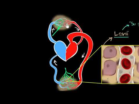 Lenf ve Lenfatik Sistem (Lenf Sistemi) (Sağlık Bilgisi ve Tıp)