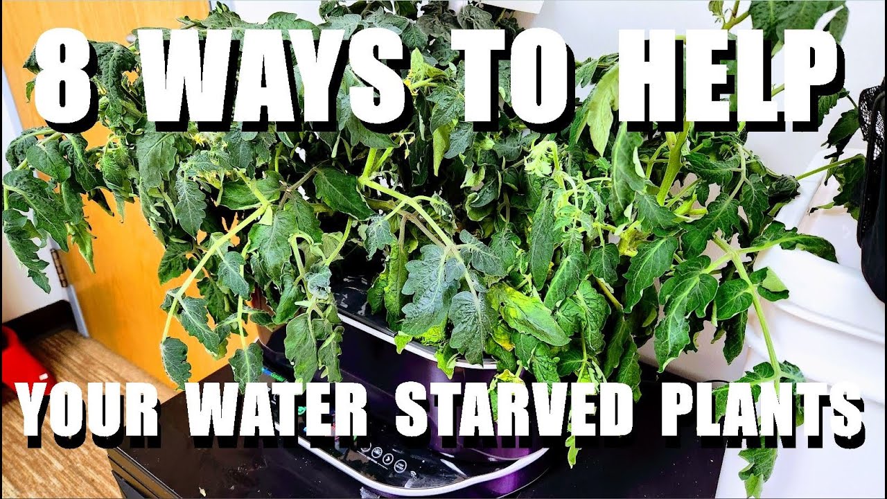 8 TIPS FOR WATER STARVED TOMATO PLANTS AEROGARDEN - YouTube