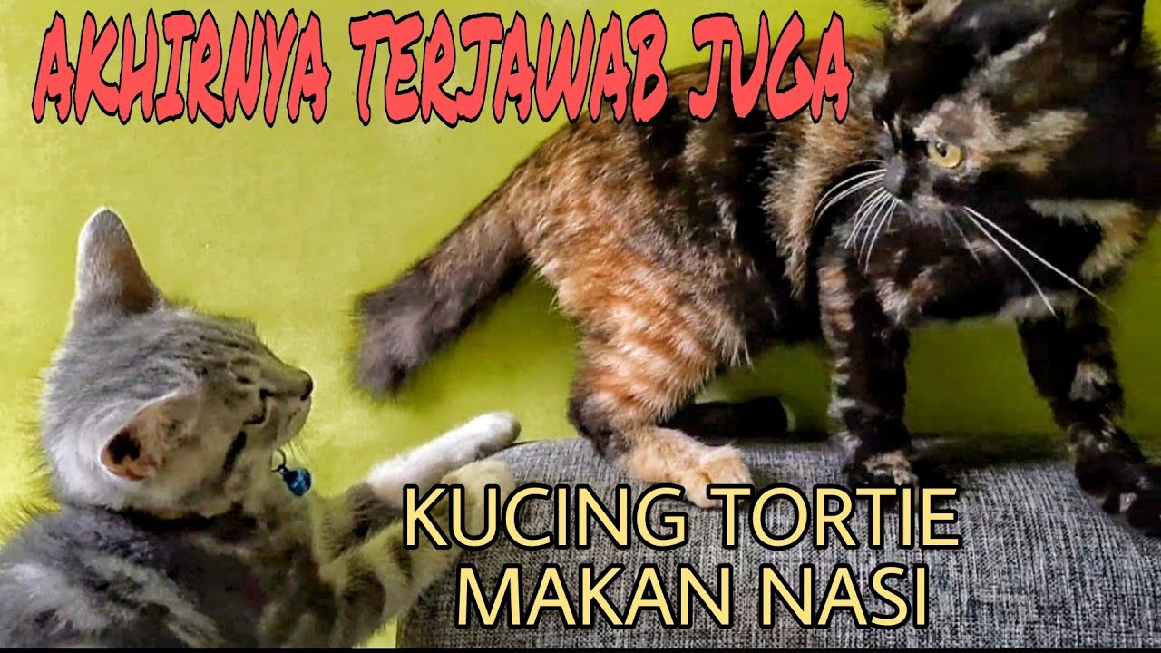 Kucing Tortie Ga mau makan° Ternyata ini makanan Tortie_ - YouTube