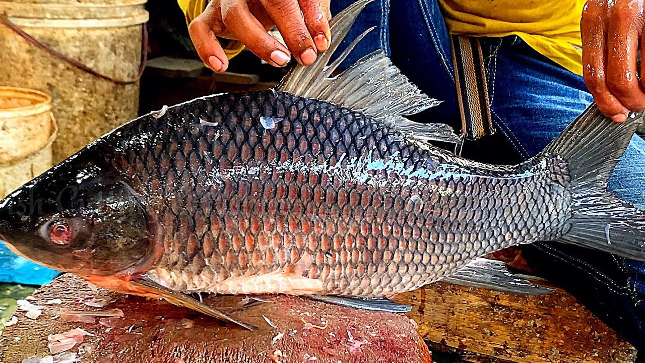 Black Carp Fish | Giant Black Carp Fish Cutting Skills | Black Carp ...