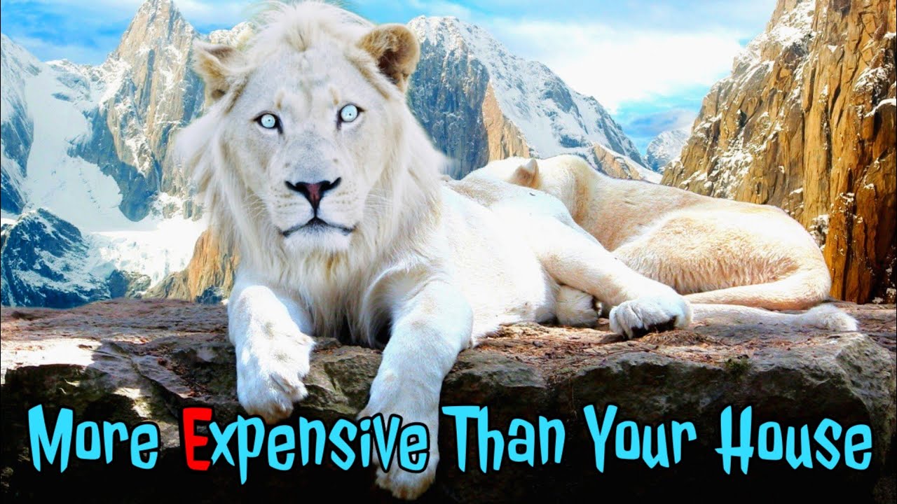 Why White Lions are Expensive | Most Expensive Animals | Animal TV ...