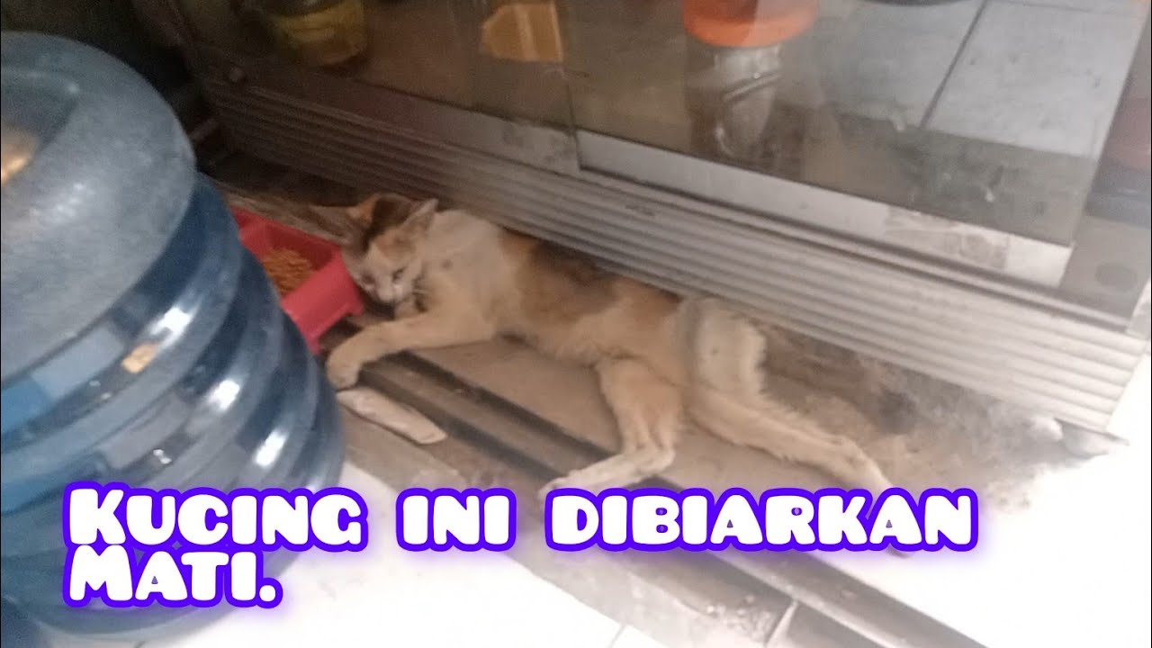 Kucing mengalami busung lapar. - YouTube