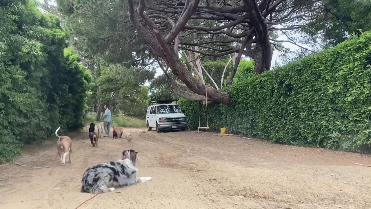 Walks of fun with Grant Noble and The Noble Dogs - YouTube