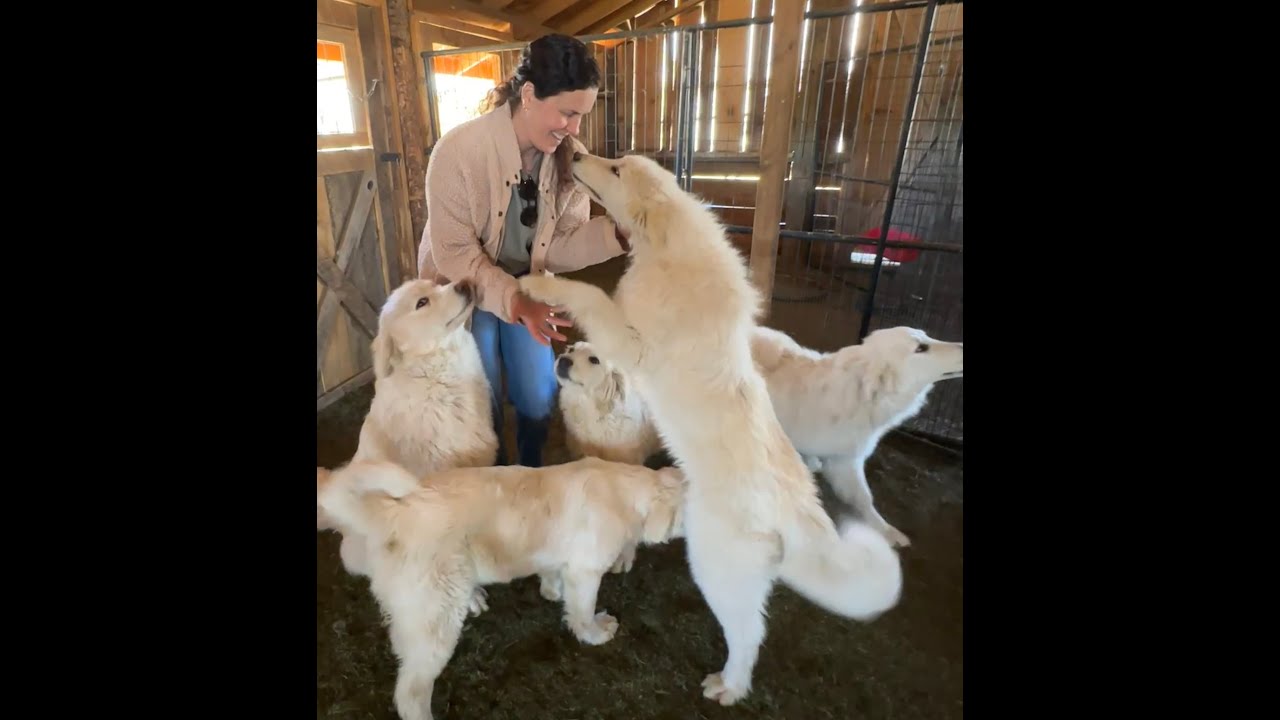 Colorado Mountain Dogs, Talking with Wendy, the founder of Colorado ...