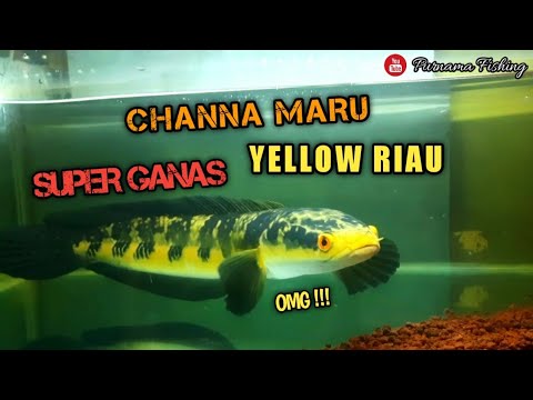 KOLEKSI CHANNA MARU YELLOW RIAU SUPER GANAS - YouTube