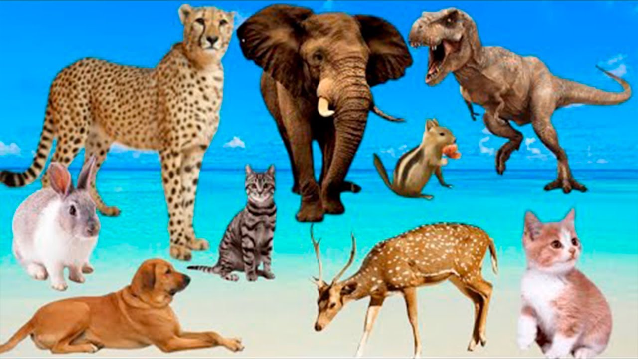 Best Animals Familiar Videos & Animal Sounds Elephant, Horse, Cow, Cat ...