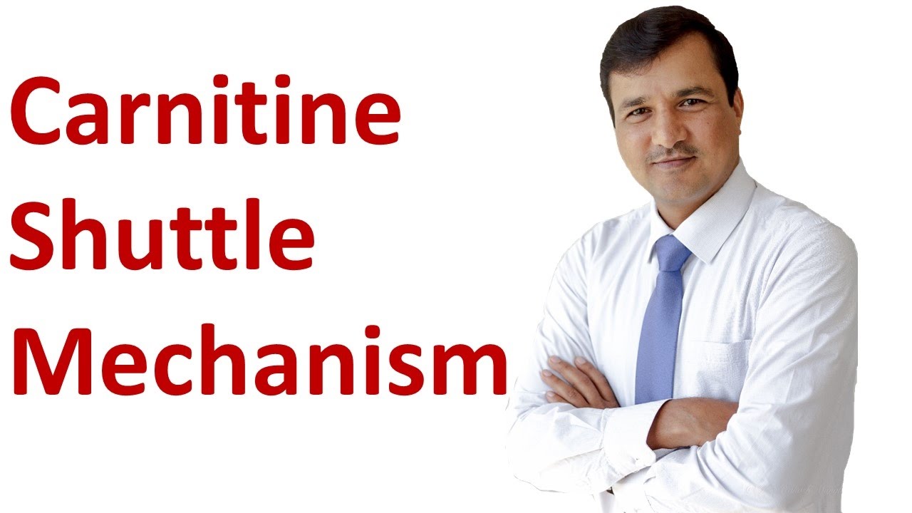 Carnitine Shuttle Mechanism - YouTube