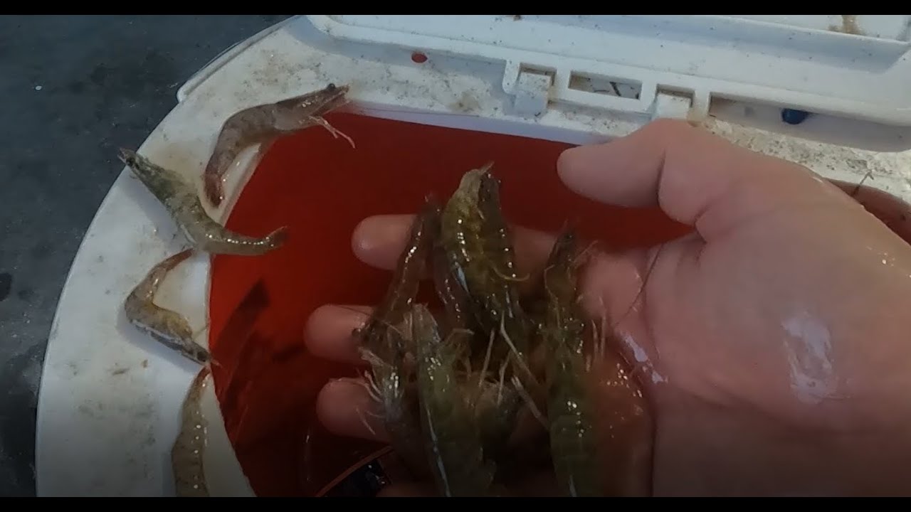 How to keep shrimp alive over night - YouTube