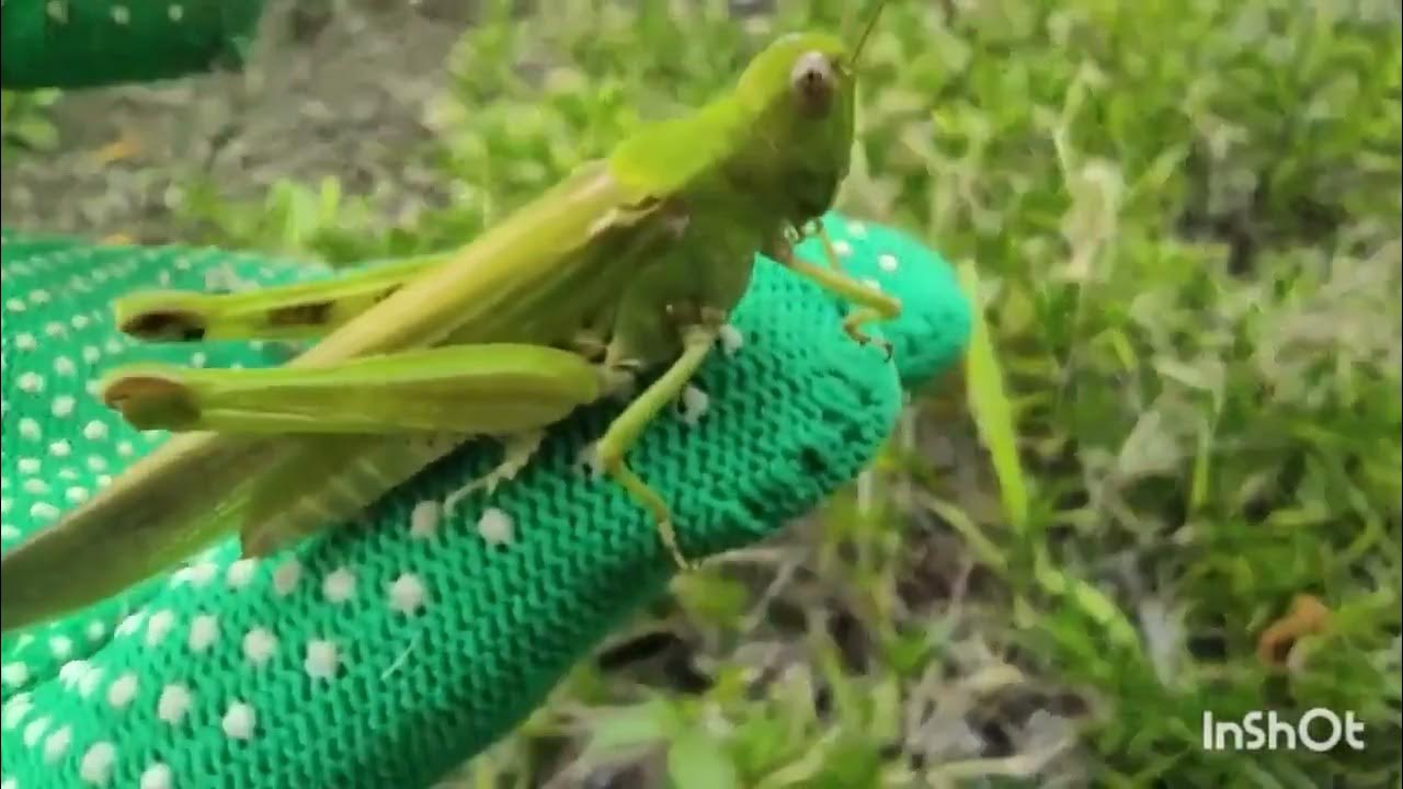 Про коника для малят - YouTube