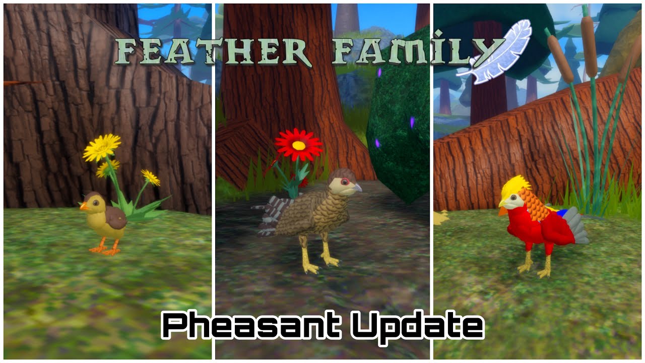Feather Family Pheasant Update - YouTube