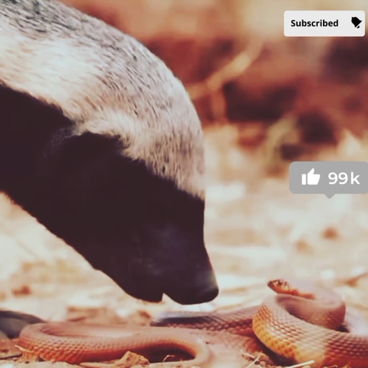 Unstoppable Beast! Honey Badger Takes Down Snake 🐾” - YouTube