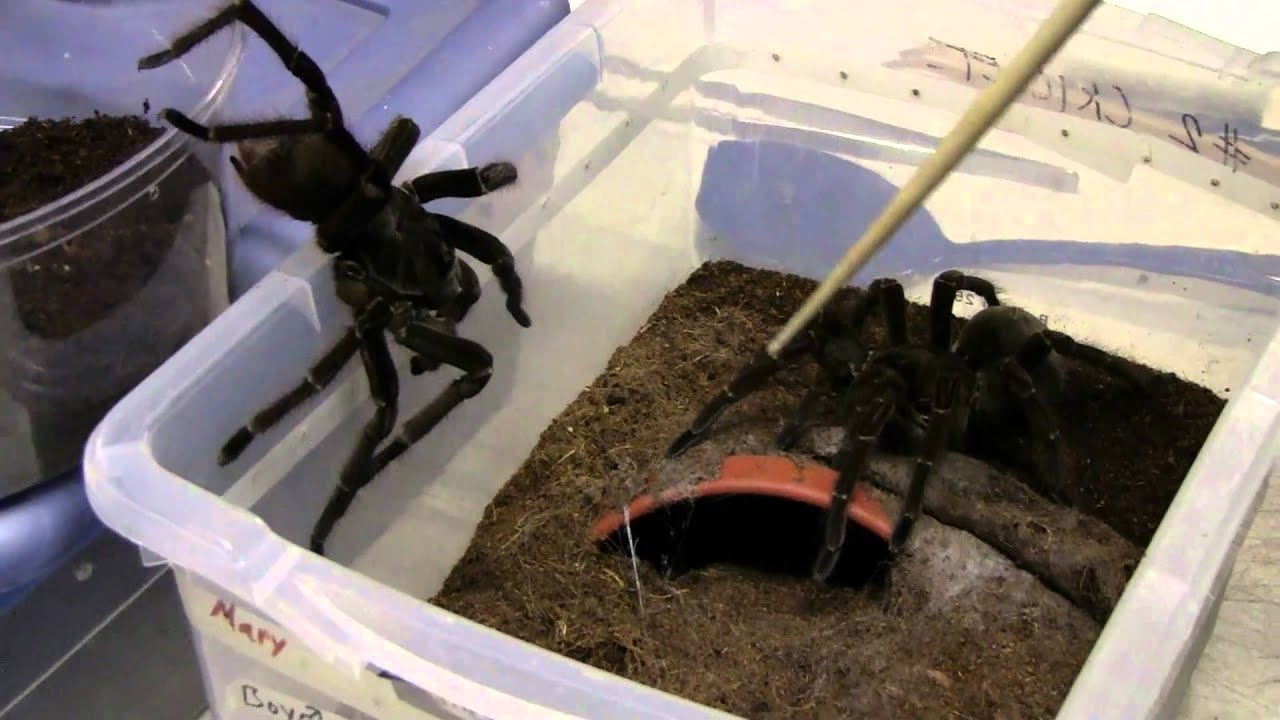 Theraphosa sp. 'burgundi" double mating attempt 05/27/10 - YouTube