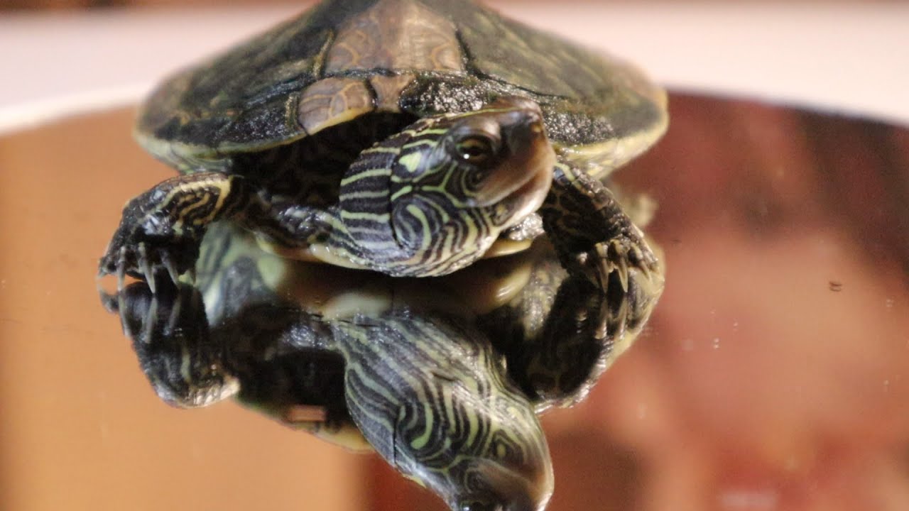 Ted The Turtle - YouTube