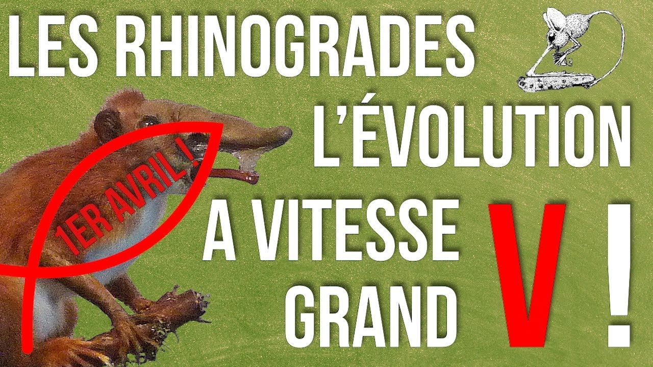 Les Rhinogrades : l'Évolution à Vitesse Grand V ! (1er avril ...