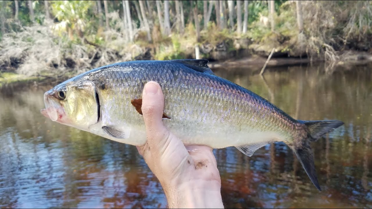 Econlockhatchee Shad Run - Exploring the St. Johns River Ep. 1 - YouTube