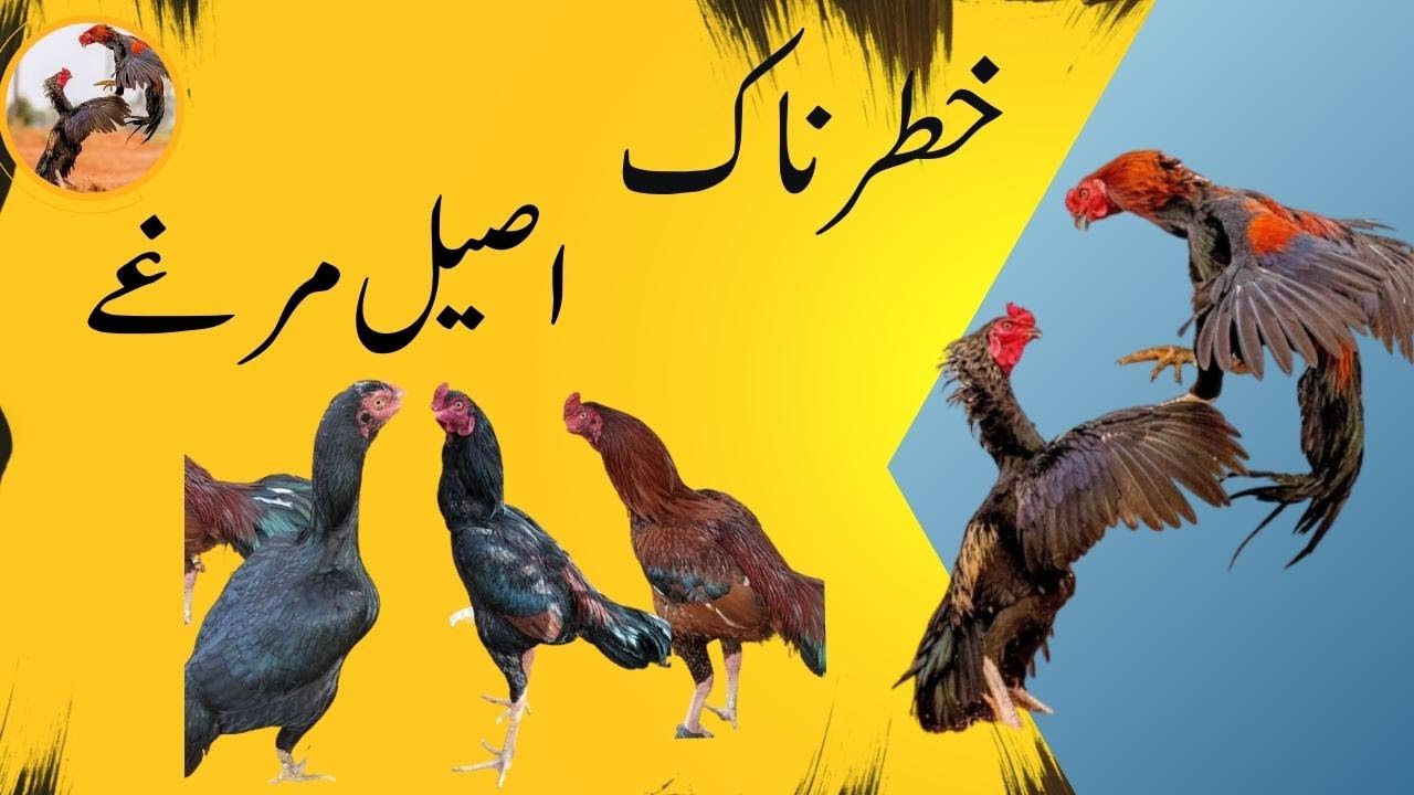 Top 5 aseel breeds in Pakistan || #top5 #aseelmurga - YouTube