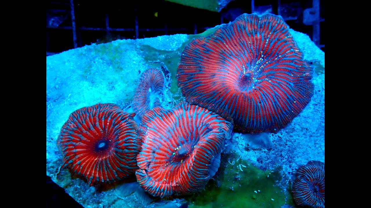DISCOSOMA SP (STRIATA) - YouTube