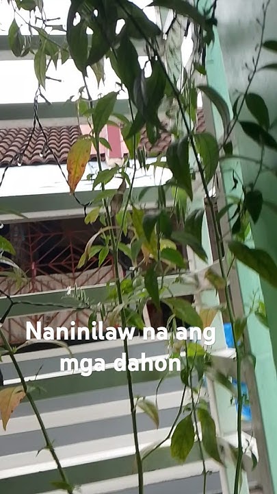 Asukal para sa naninilaw na mga dahon Ng halaman - YouTube