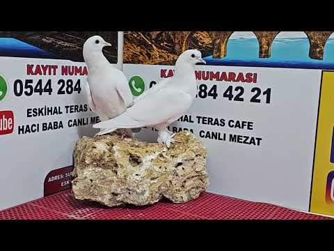 Eskihal teras cafe canlı mezat  kanalı canlı yayında