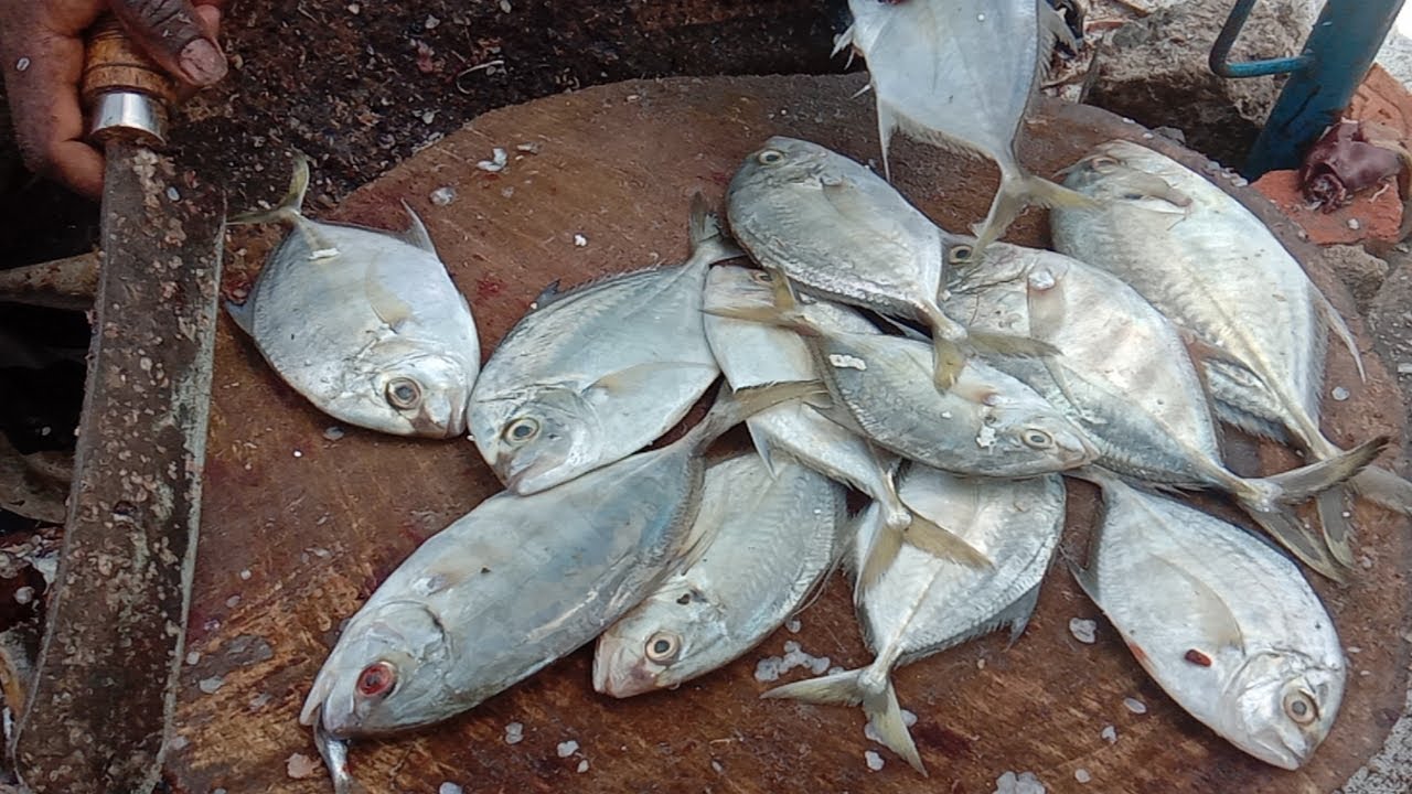 Silver Baby Malabar Trevally fish cutting /Chennai fish cutting ...