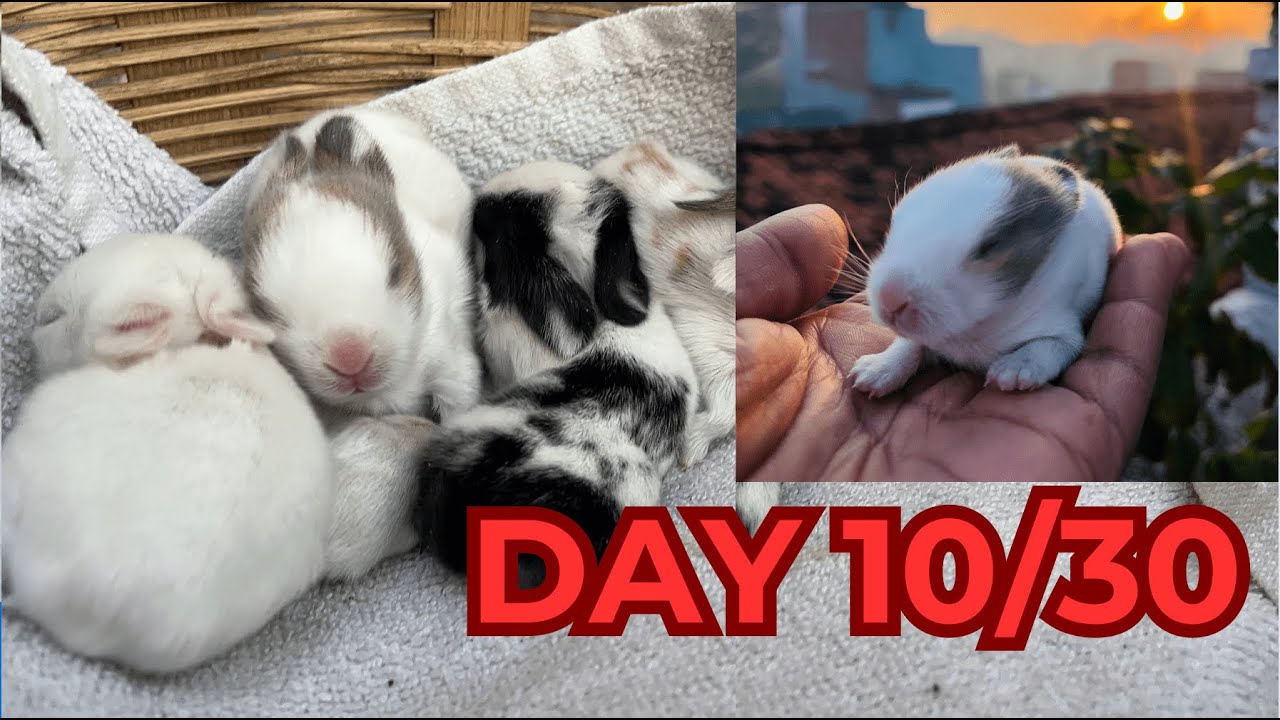 Day 10/30 Rabbit growth video at home - YouTube