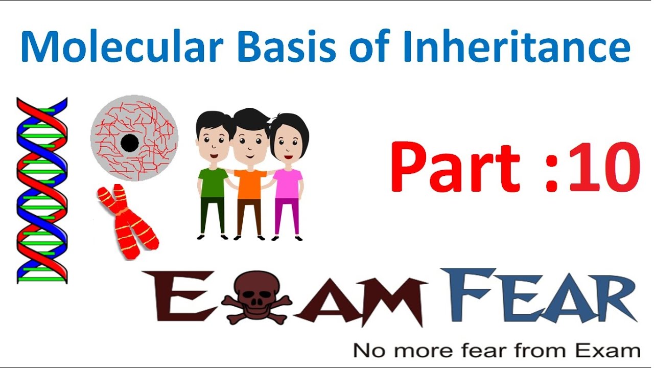Biology Molecular Basis of Inheritance part 10 (Hershey Chase ...