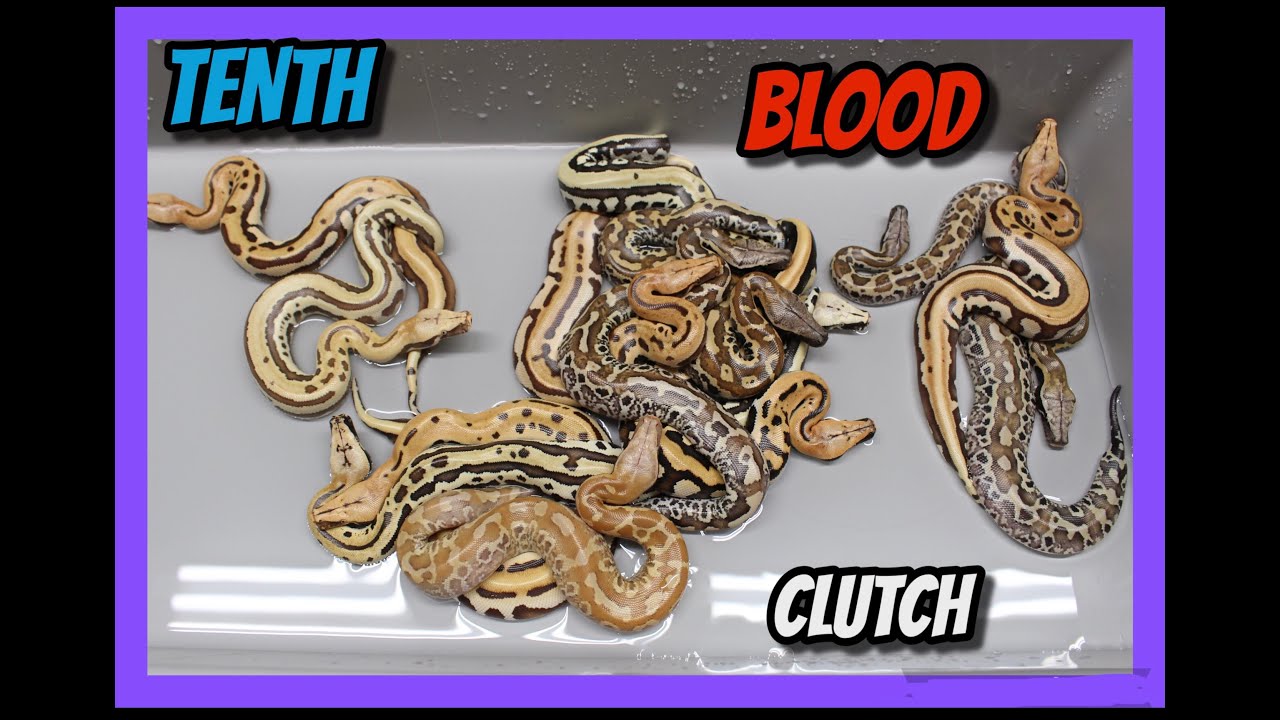 Druid Het T+ x T+ Goldeneye Blood Python Clutch! - YouTube