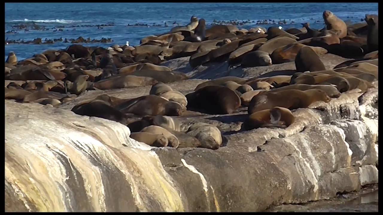 Penisola del Capo, foche, pinguini e balene - Cape Peninsula - YouTube