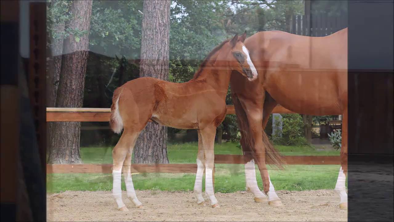 *2016 Stutfohlen von Diamond Hit - Royal Classic - YouTube