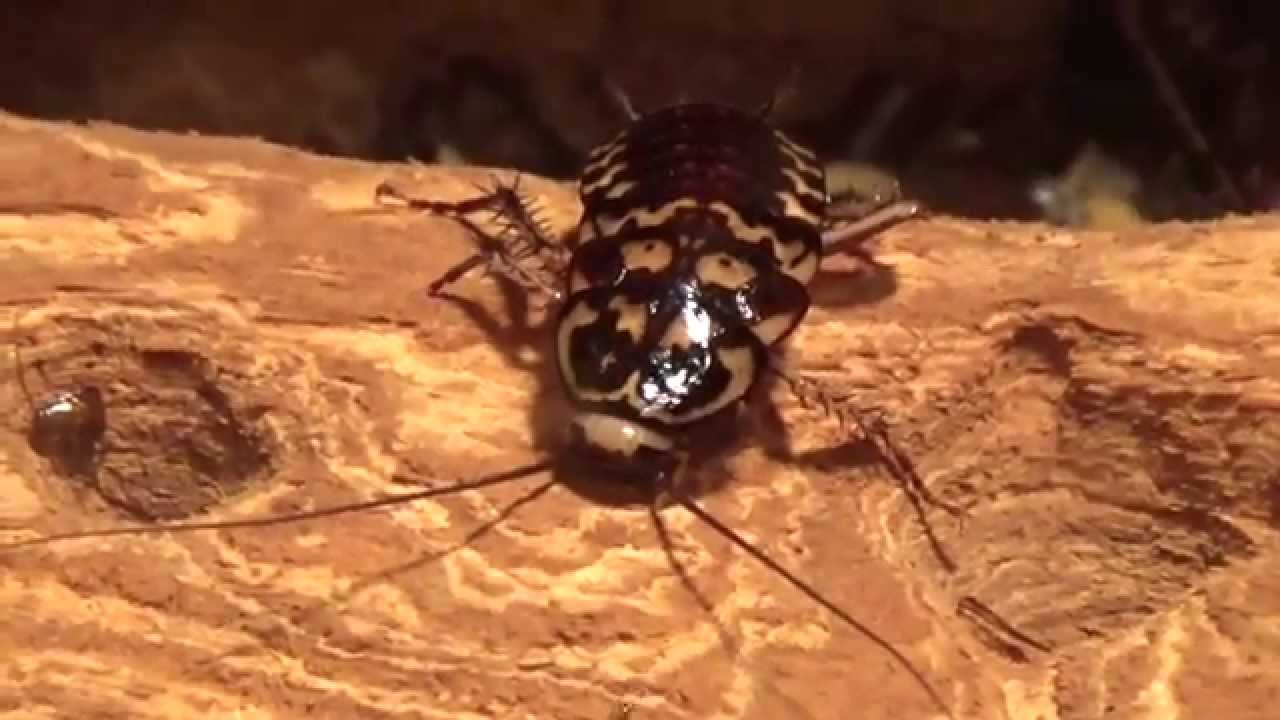 Harlequin Cockroach (Neostylopyga rhombifolia) Prague Zoo תיקן הליצן - YouTube