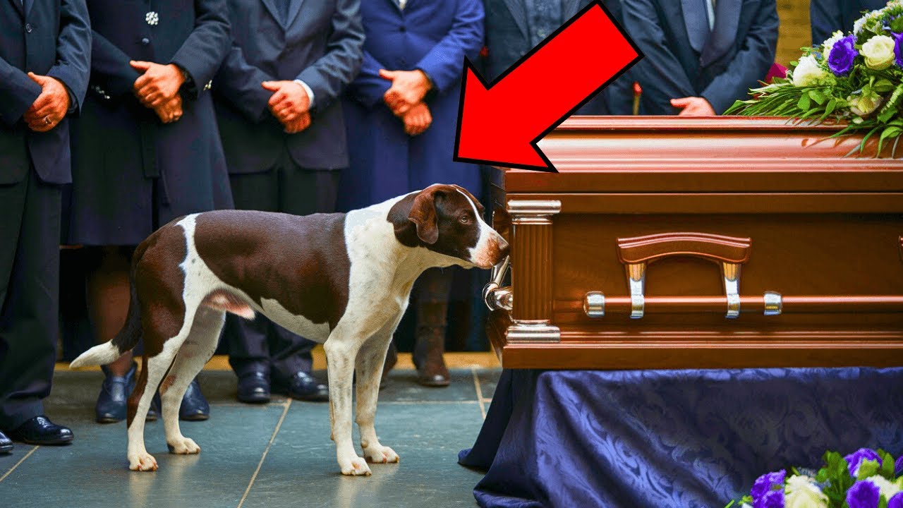 Funeral, BARKING DOG, and Priest’s SHOCKING SECRET — What happened next ...